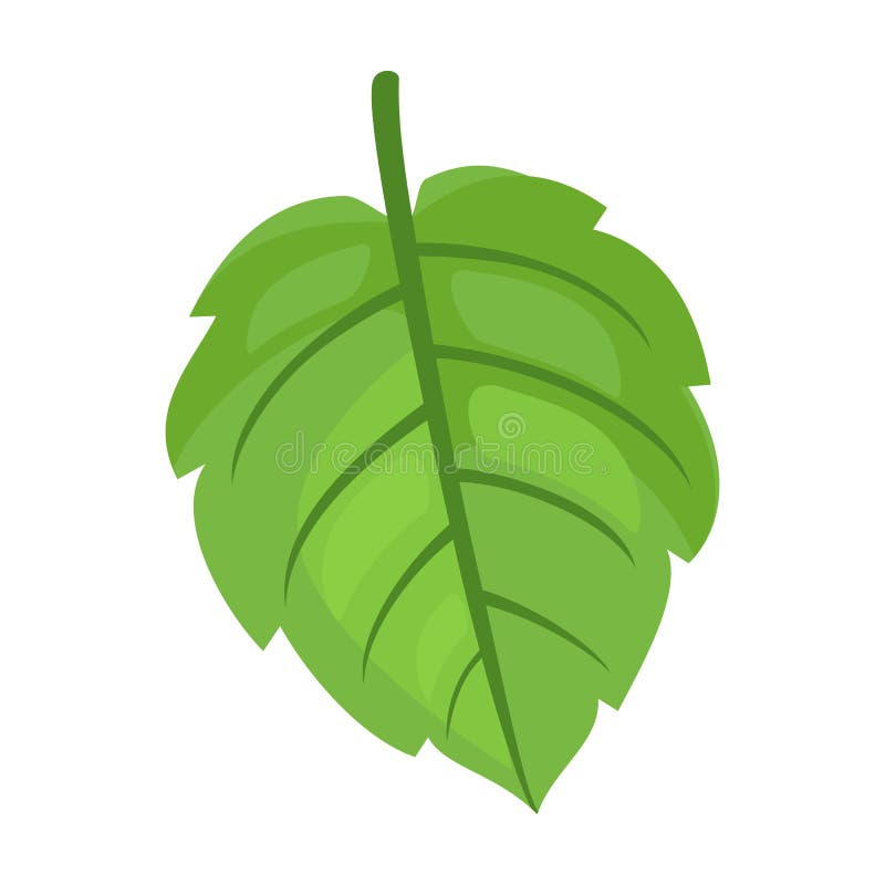 Mint Leaf Cartoon Vector Icon.Cartoon Vector Illustration Fresh ...