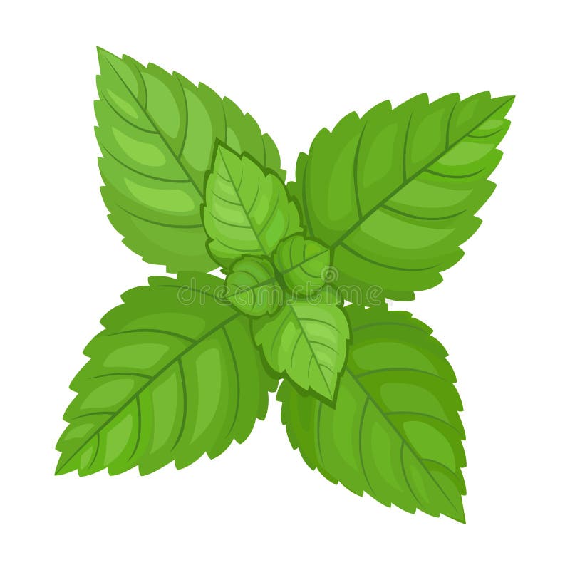 Mint Leaf Cartoon Vector Icon.Cartoon Vector Illustration Fresh ...