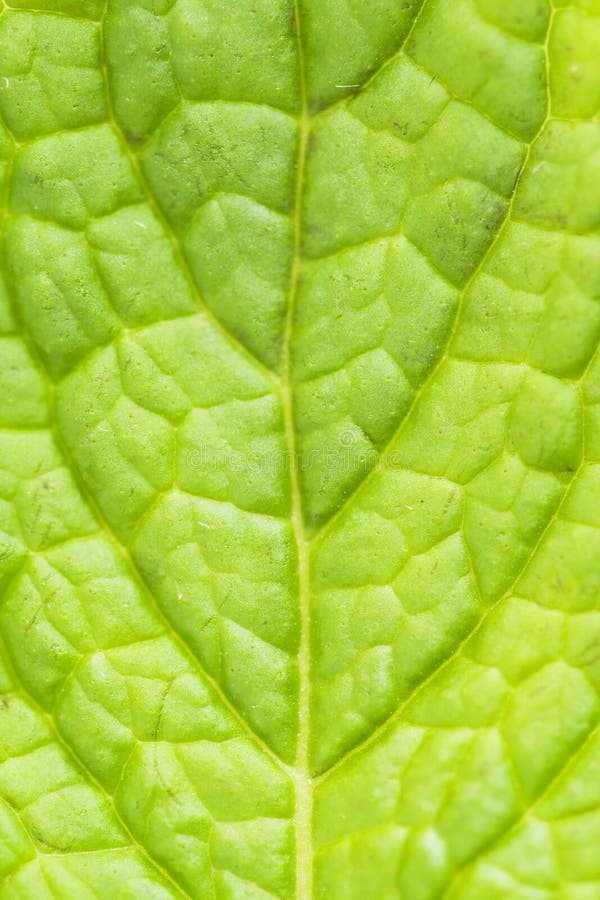 Mint leaf close up stock photo. Image of abstract, closeup - 6200978