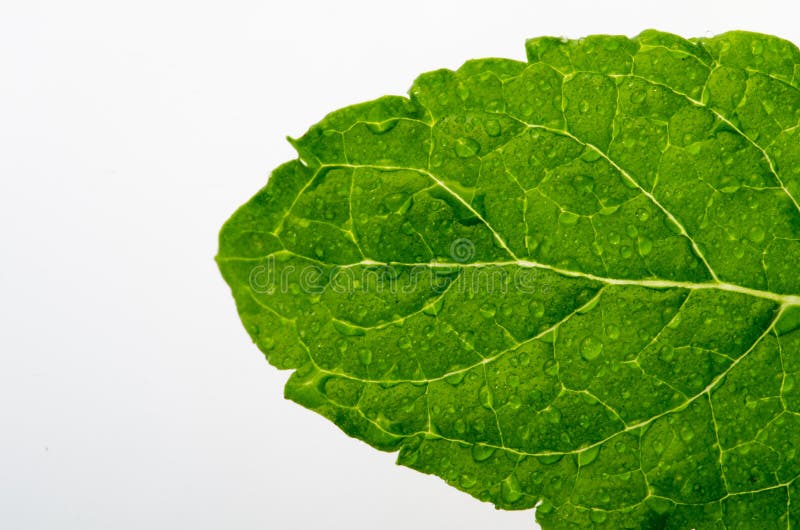 Mint Leaf with Dew drops stock image. Image of flavour - 92247579