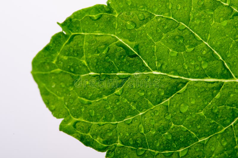 Mint Leaf with Dew drops stock photo. Image of water - 92247580