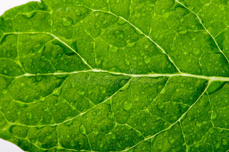 Mint Leaf with Dew drops stock image. Image of macro - 92247593