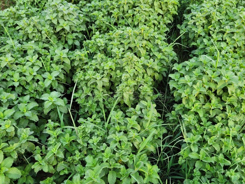 Mint leaf farm stock image. Image of lawn, flower, herb - 278579737