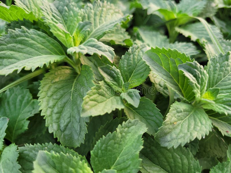 Mint leaf farm stock image. Image of evergreen, petal - 278579713
