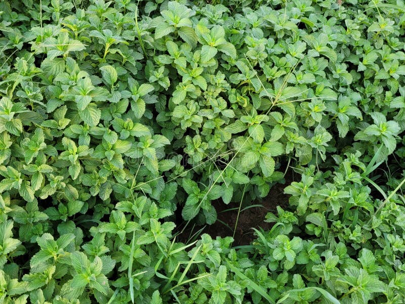 Mint leaf farm stock image. Image of shrub, leafy, lilac - 278579729