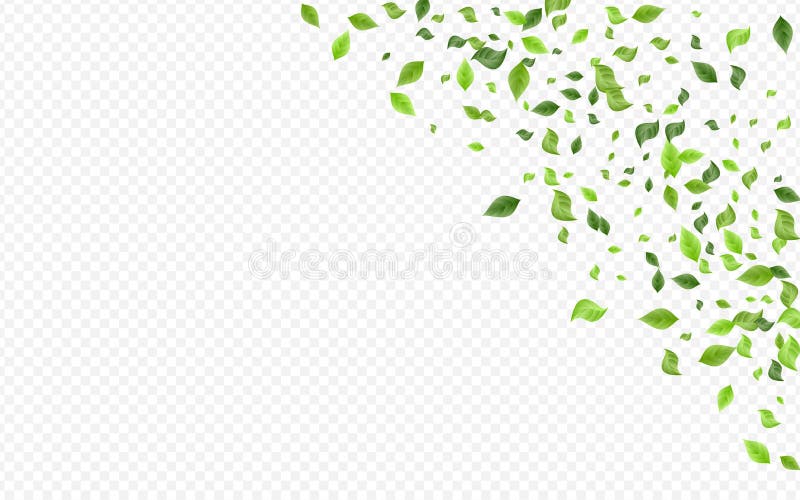 Mint Leaf Forest Vector Transparent Background Stock Vector ...