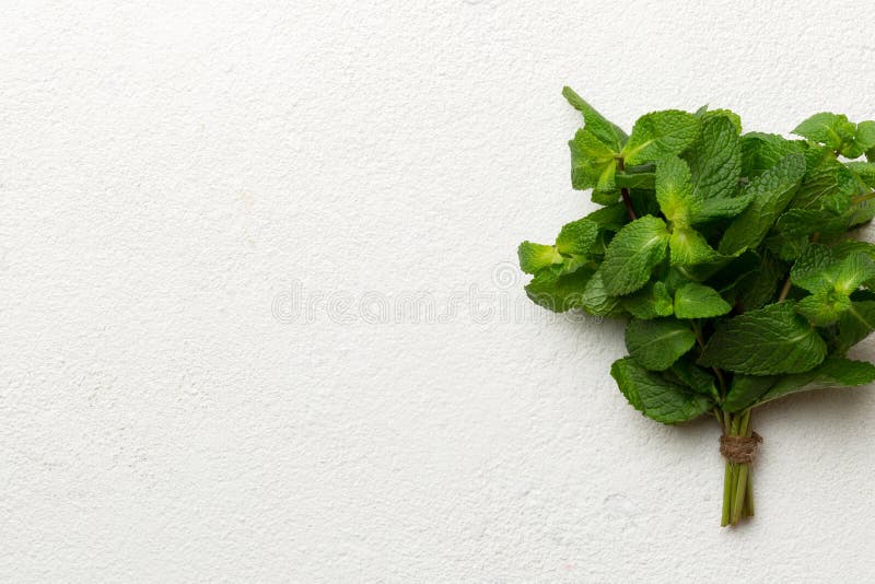 Mint Leaf. Fresh Mint on Colored Background Stock Image - Image of ...