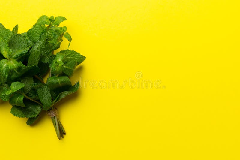 Mint Leaf. Fresh Mint on Colored Background Stock Photo - Image of ...