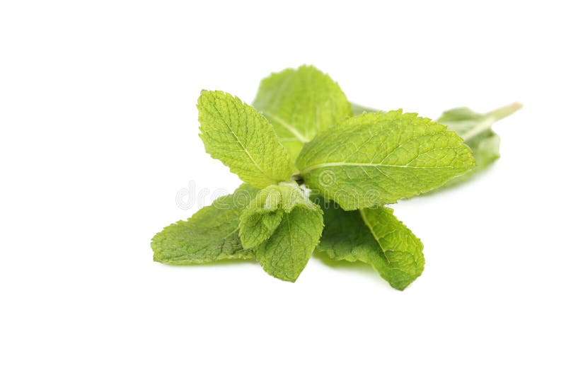 Mint leaf stock image. Image of cooking, green, breath - 74248261