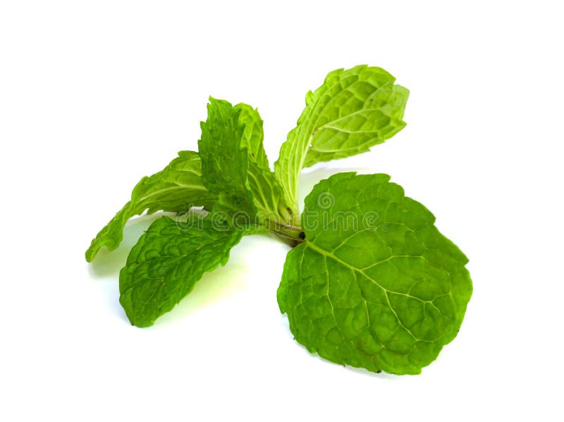 Mint stock image. Image of menthol, mentha, colour, ingredient - 22501985