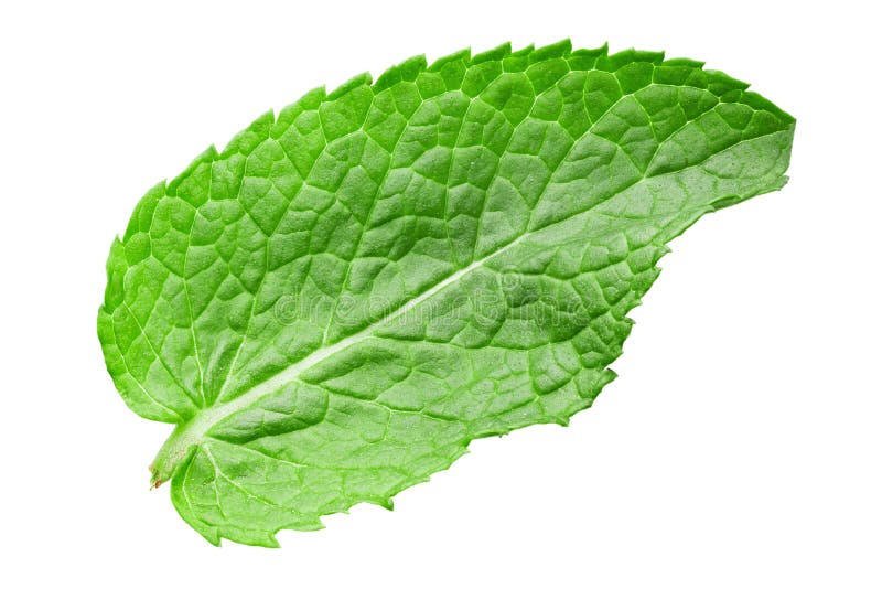 Mint Leaf. Fresh Mint on White Background. Mint Leaves Isolated ...