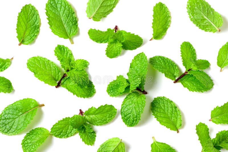 Mint Leaf. Fresh Mint on White Background. Mint Leaves Isolated Stock ...