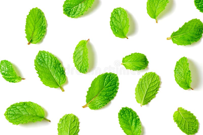 Mint Leaf. Fresh Mint on White Background. Mint Leaves Isolated Stock ...