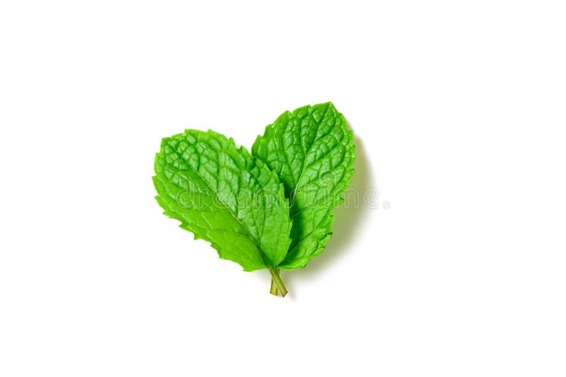Mint Leaf. Fresh Mint on White Background. Mint Leaves Isolated Stock ...