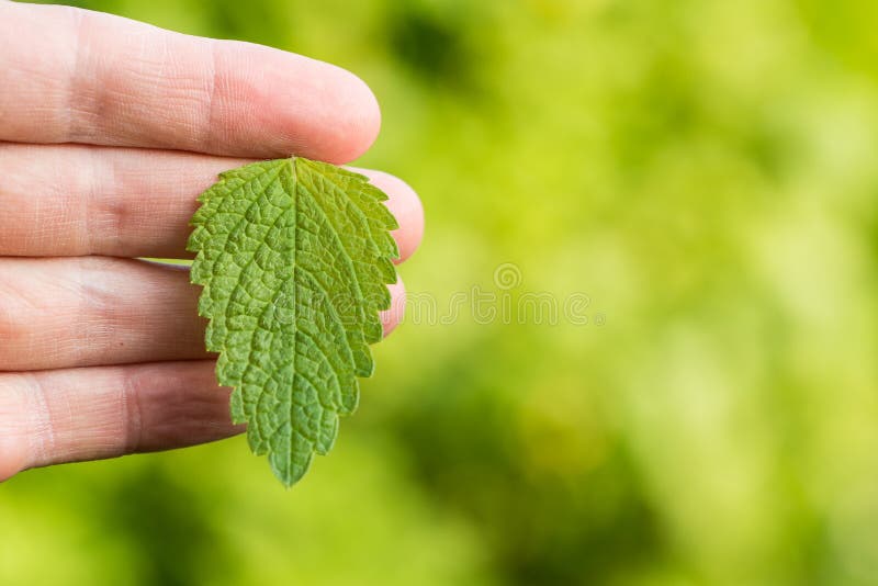 Mint leaf holded in hand stock image. Image of fingers - 31639065