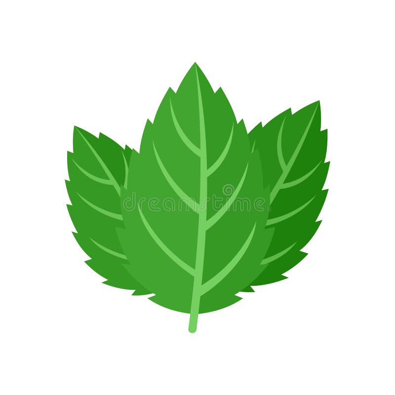 Natural Mint Leaf Icon, Outline Style Stock Vector - Illustration of ...