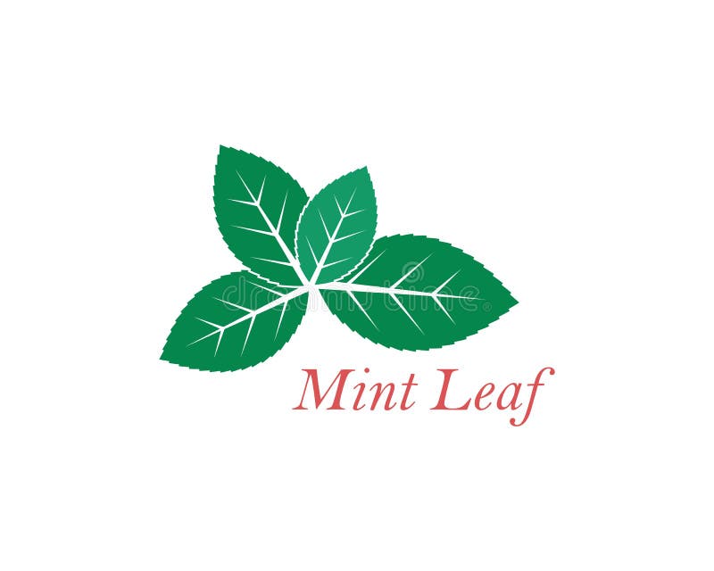 Mint Leaf Illustration Vector Template Stock Vector - Illustration of ...