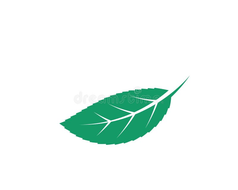 Mint Leaf Illustration Vector Template Stock Vector - Illustration of ...