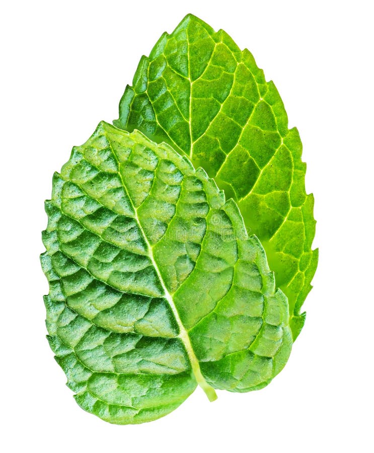 Mint Leaf Isolated on White Background. Fresh Peppermint Leaves. Top ...