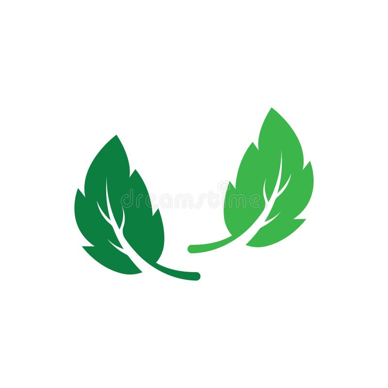 Mint leaf logo icon stock vector. Illustration of natural - 365233775