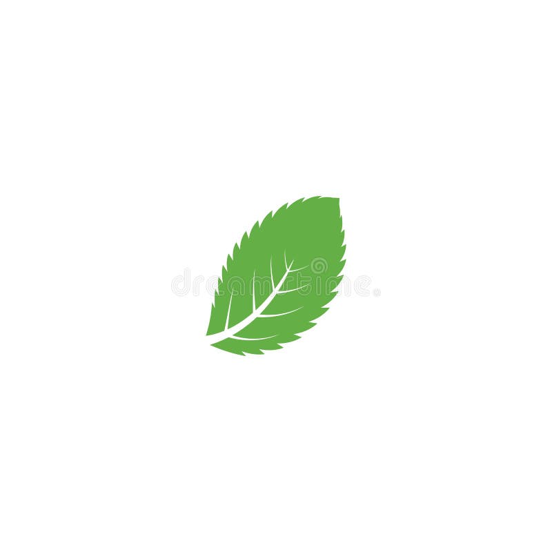 Mint leaf logo stock vector. Illustration of leaves - 167832772