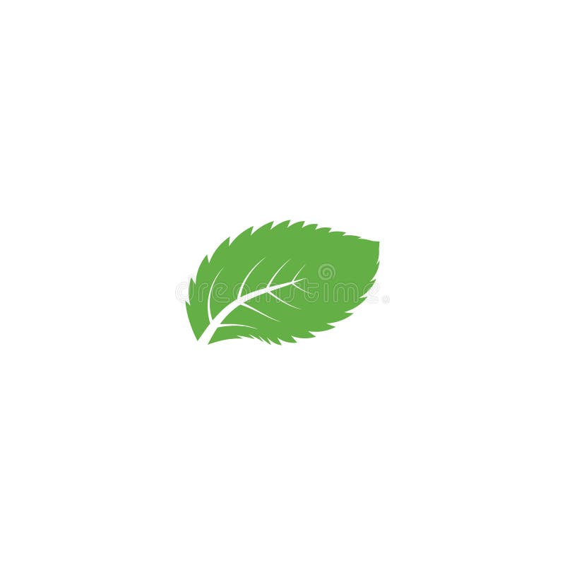 Mint leaf logo stock vector. Illustration of spearmint - 167832767