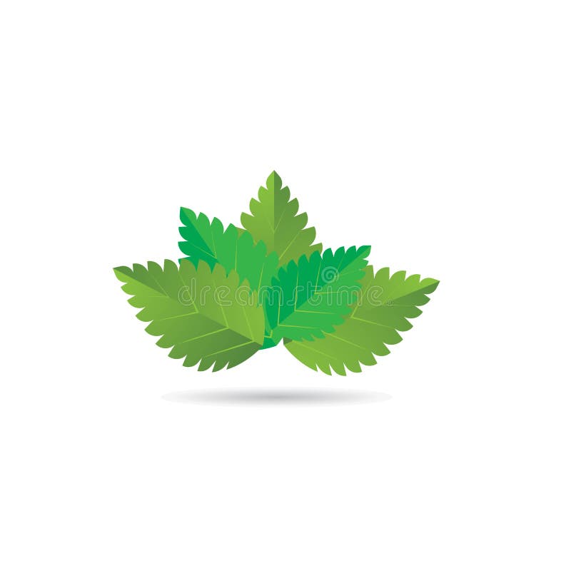 Mint leaf logo stock illustration. Illustration of plant - 172325817