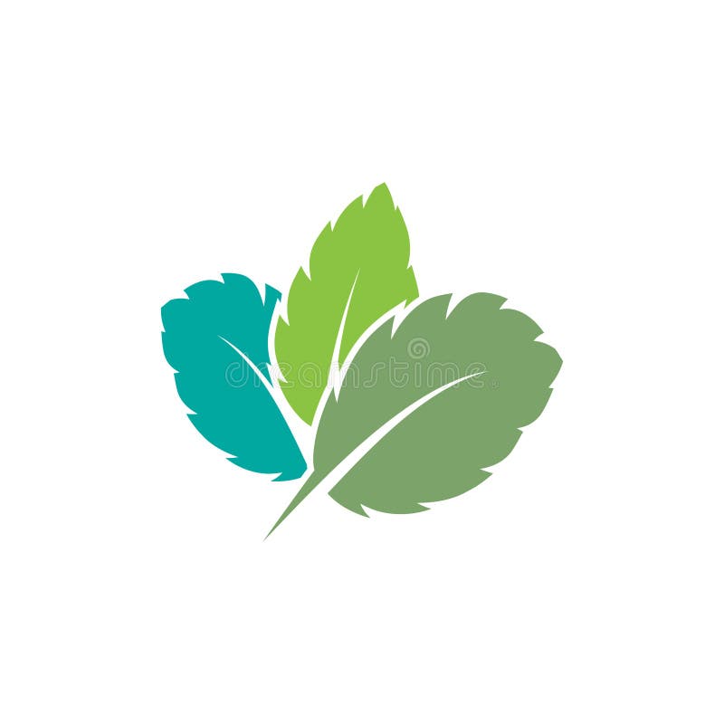 Mint Leaf Logo Vector Template Symbol Design Stock Vector ...