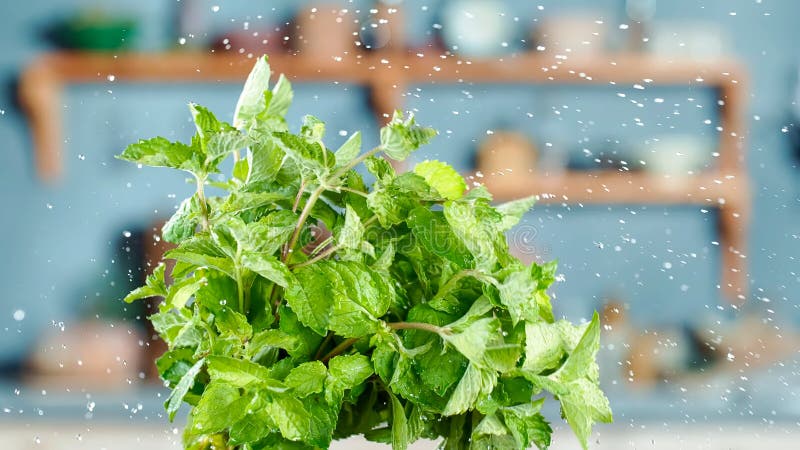 Mint leaf with sun shine stock image. Image of clean - 264145033