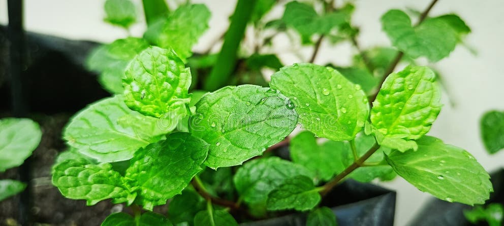 Mint Leaf Trees Growing in Polybags Stock Photo - Image of trees, brown ...