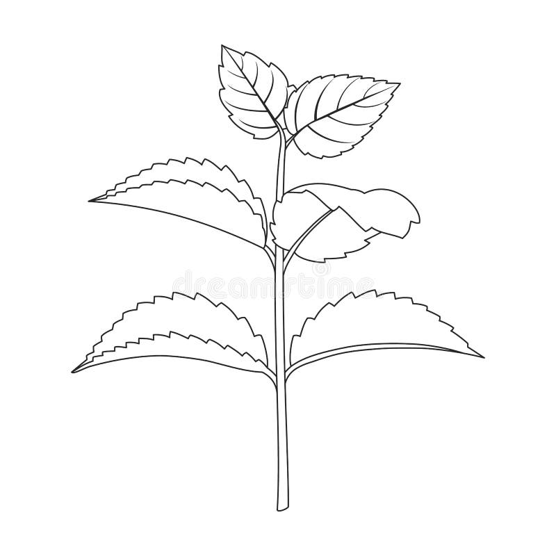 Mint Leaf Cartoon Vector Icon.Cartoon Vector Illustration Fresh ...