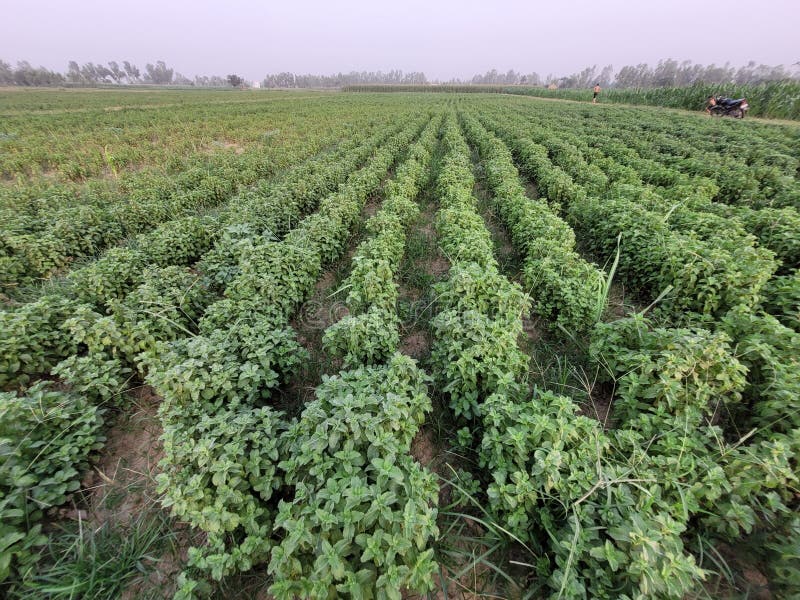 Mint leaf farm stock image. Image of leafy, tree, mint - 278579733