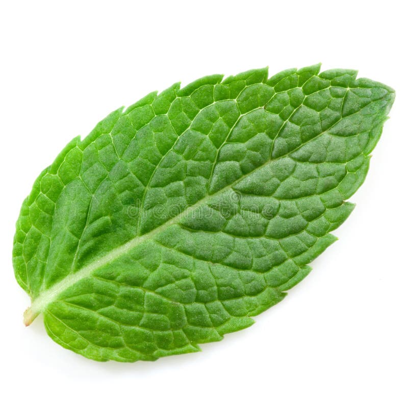 Mint stock image. Image of menthol, mentha, colour, ingredient - 22501985