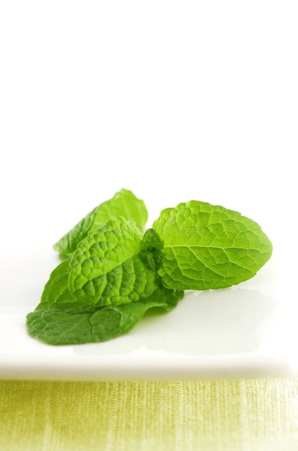 Mint Leaves stock image. Image of leaves, soft, freshness - 2472585