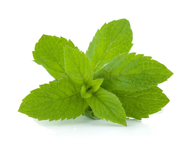 Mint Leaves stock image. Image of stalk, taste, dinner - 1756067