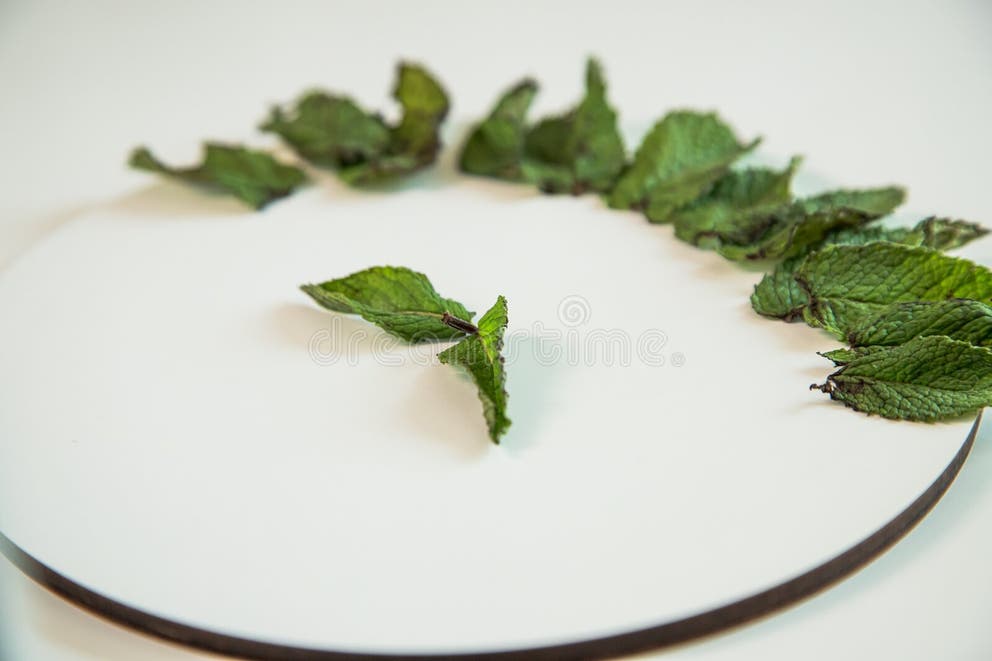 Mint Leaves Arranged on a White Circular Plate in a Decorative Way ...
