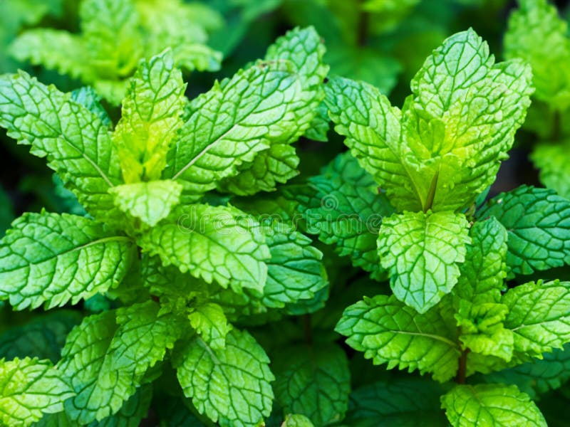 Mint Leaves Background, Fresh Mint Mint Leaves Stock Image - Image of ...