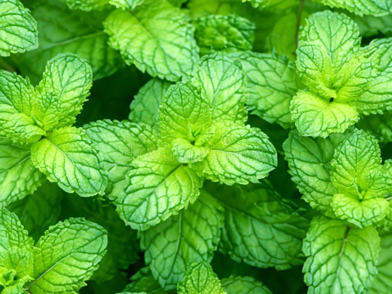 Mint Leaves Background, Fresh Mint Mint Leaves Stock Image - Image of fragrant, spice: 293936225
