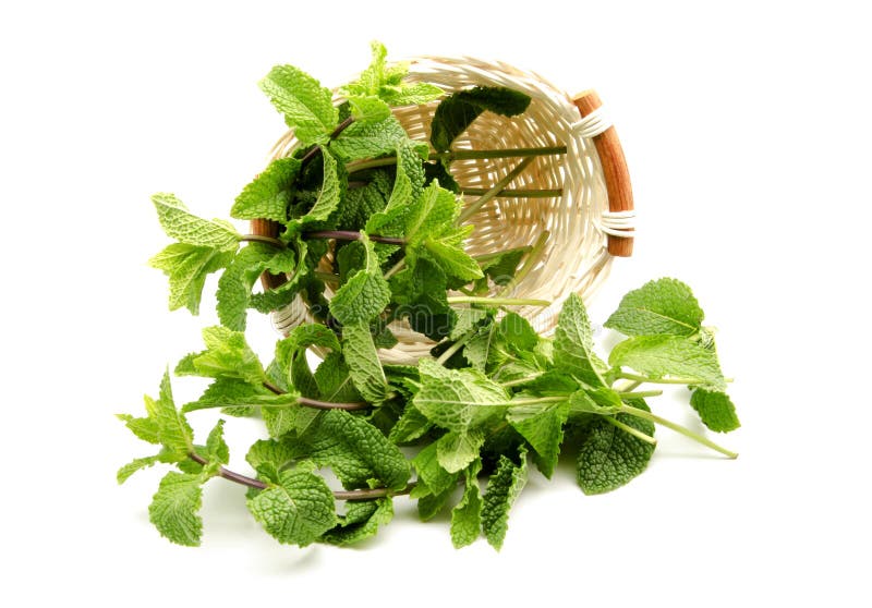 Mint leaves in a basket stock image. Image of ingredient - 26285965