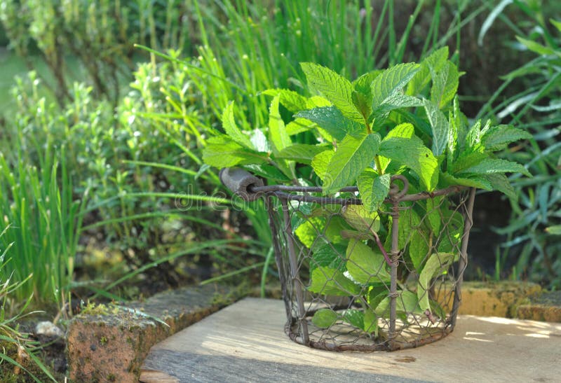 Mint leaves in a basket stock photo. Image of green, plant - 92671920
