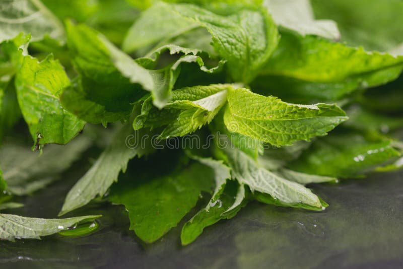 Mint Leaves on Black Background. Peppermint Lying on Table Stock Image ...