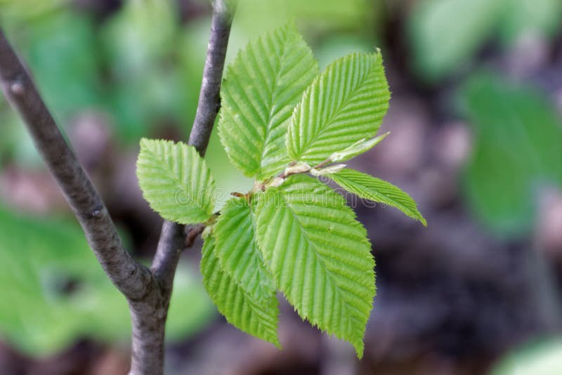 Mint leaves on a branch stock image. Image of herb, bright - 111546957