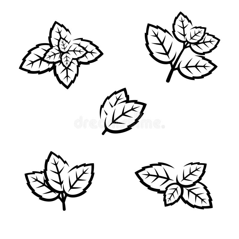 Mint Leaves Collection Set. Collection Mint Leaves Icon Stock Vector ...
