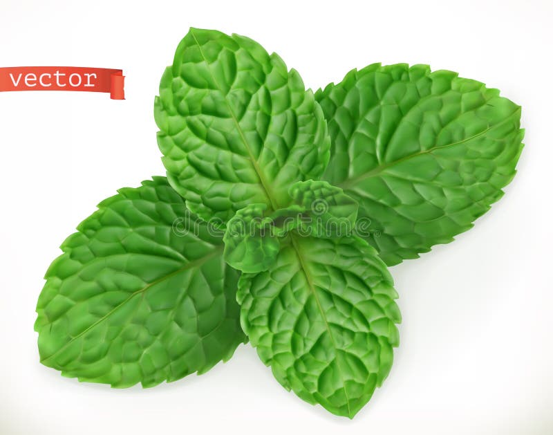 Mint leaves stock illustration. Illustration of herb - 29046887