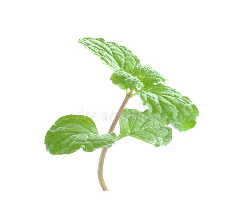 Mint Leaves and Drug Isolated on White Background Stock Image - Image ...