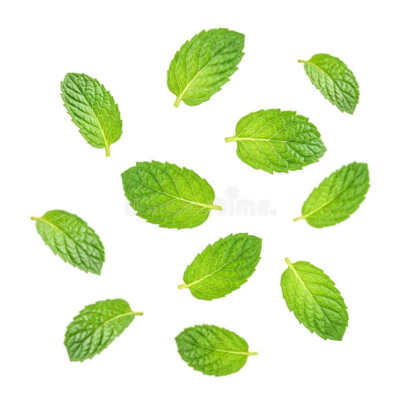 Mint Leaves Falling Isolated on a White Background Stock Photo - Image ...