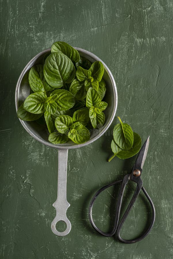 Mint Leaves, Freshly Picked, in a Metal Container, Close To the ...
