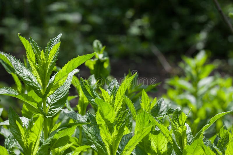 Mint Leaves in the Garden Under the Rays of the Sun. Close Up of Fresh ...