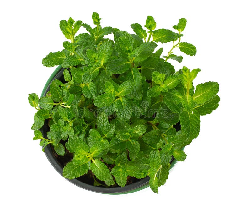 Mint Leaves Growing in a Pot Stock Photo - Image of mint, healthy ...