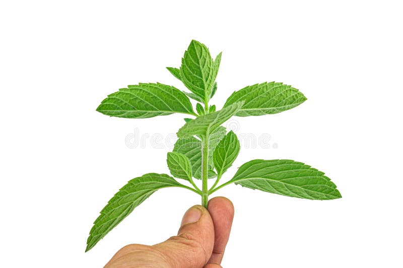Mint Leaves Hand Isolated on White Background Stock Photo - Image of ...